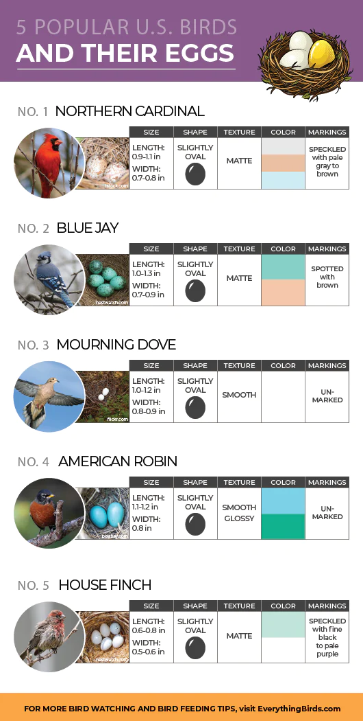 How To Identify Wild Bird Eggs By Texture Color And More